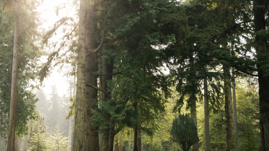 The Pinetum | Mount Stuart