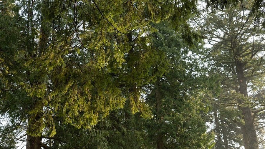The Pinetum | Mount Stuart