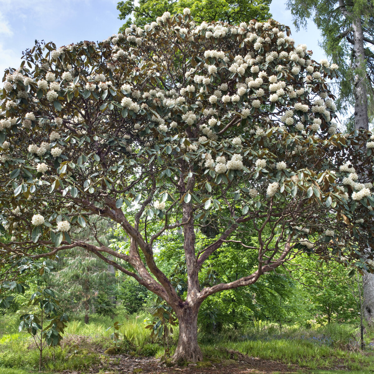 Gardens | Mount Stuart