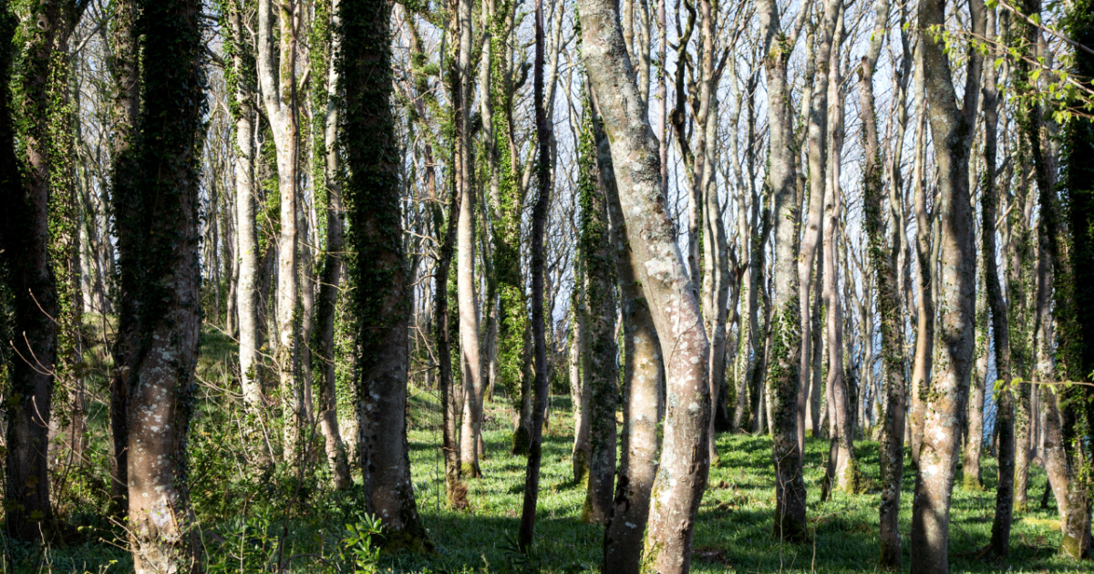 Bute Community Forest to develop the former Shalunt… | Mount Stuart